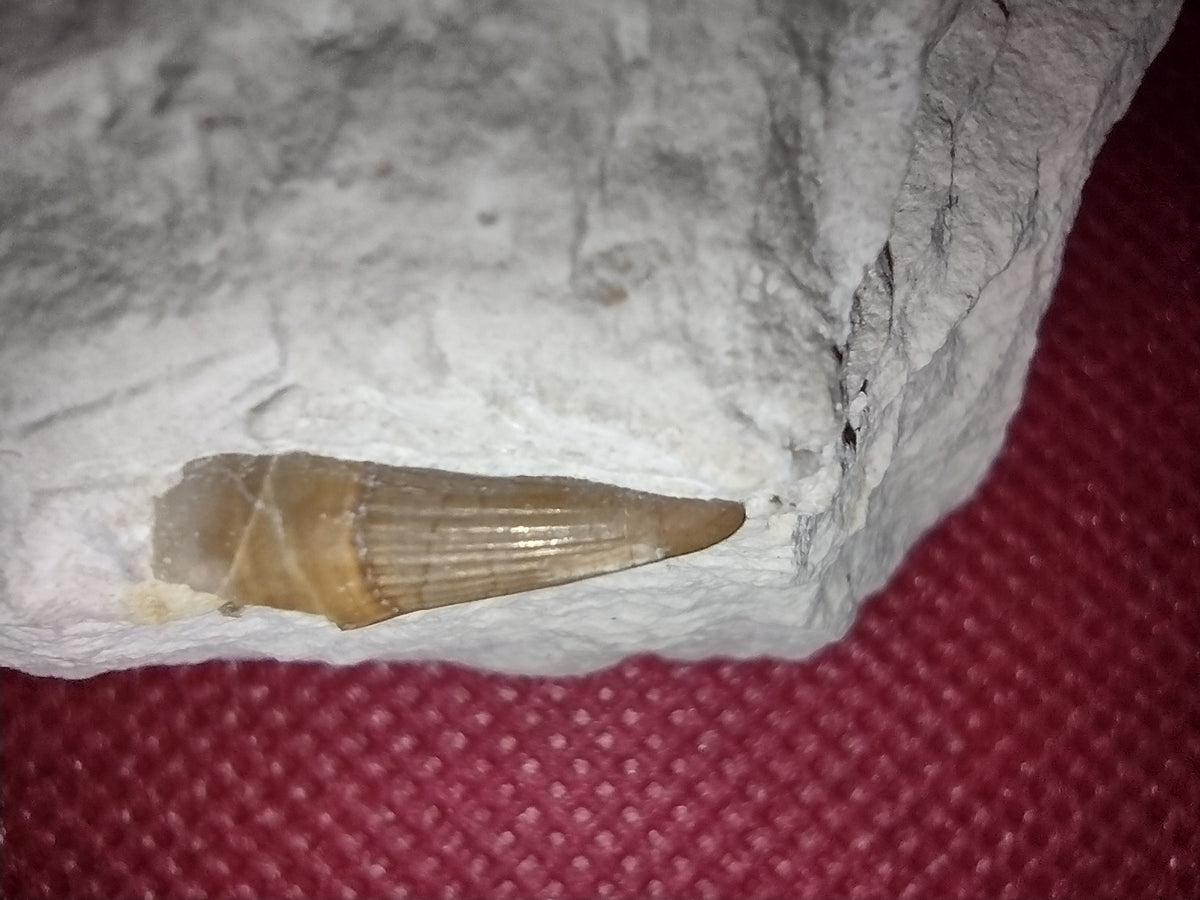 Ichthyosaur (Aegirosaurus?) Tooth. Jurassic Period, Solnhofen Limeston ...