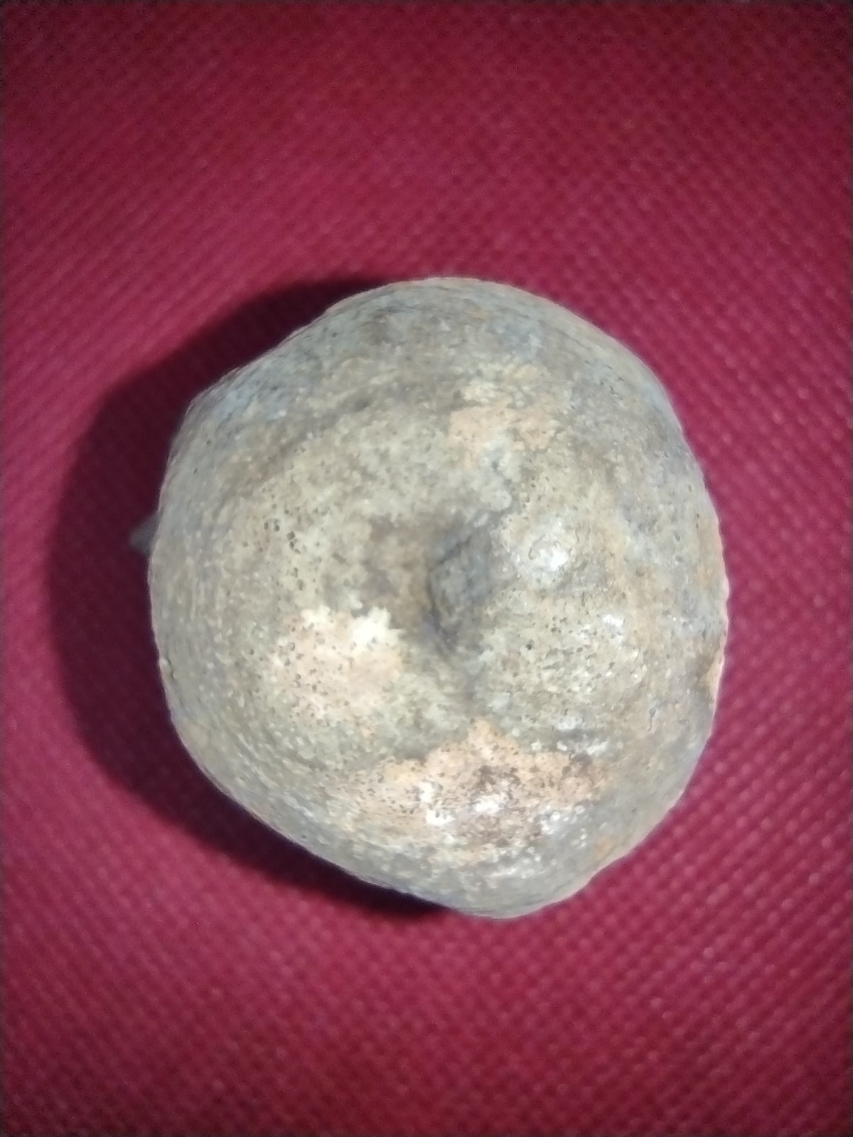 Ceratopsian Caudal Vertebrae, Aguja Formation, Texas| The Daily Rex