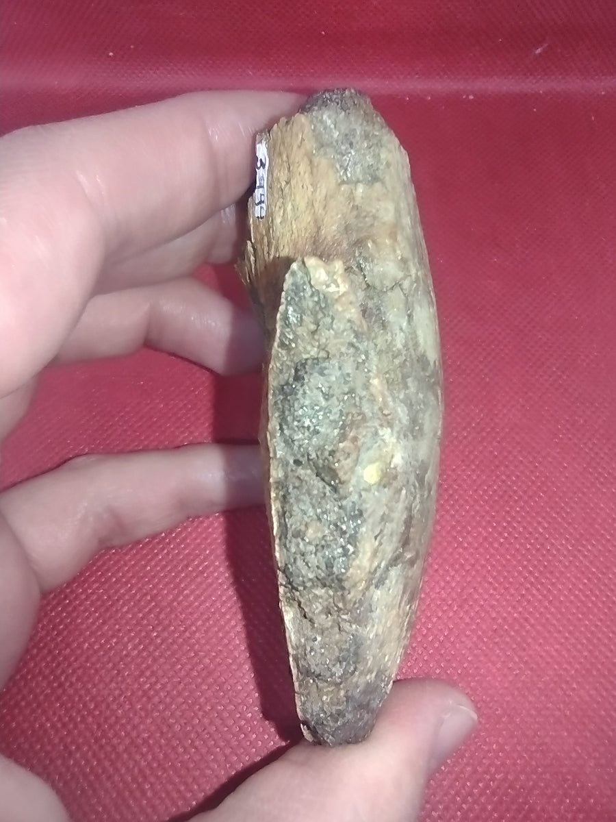 Hadrosaur Claw (Ungal), Aguja Formation, Texas| The Daily Rex