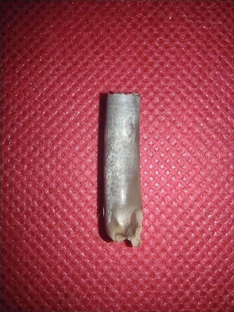 Nigersaurus Tooth, Sauropod| The Daily Rex