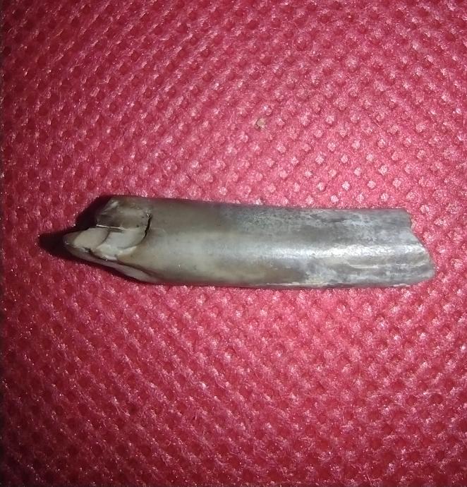 Nigersaurus Tooth, Sauropod| The Daily Rex