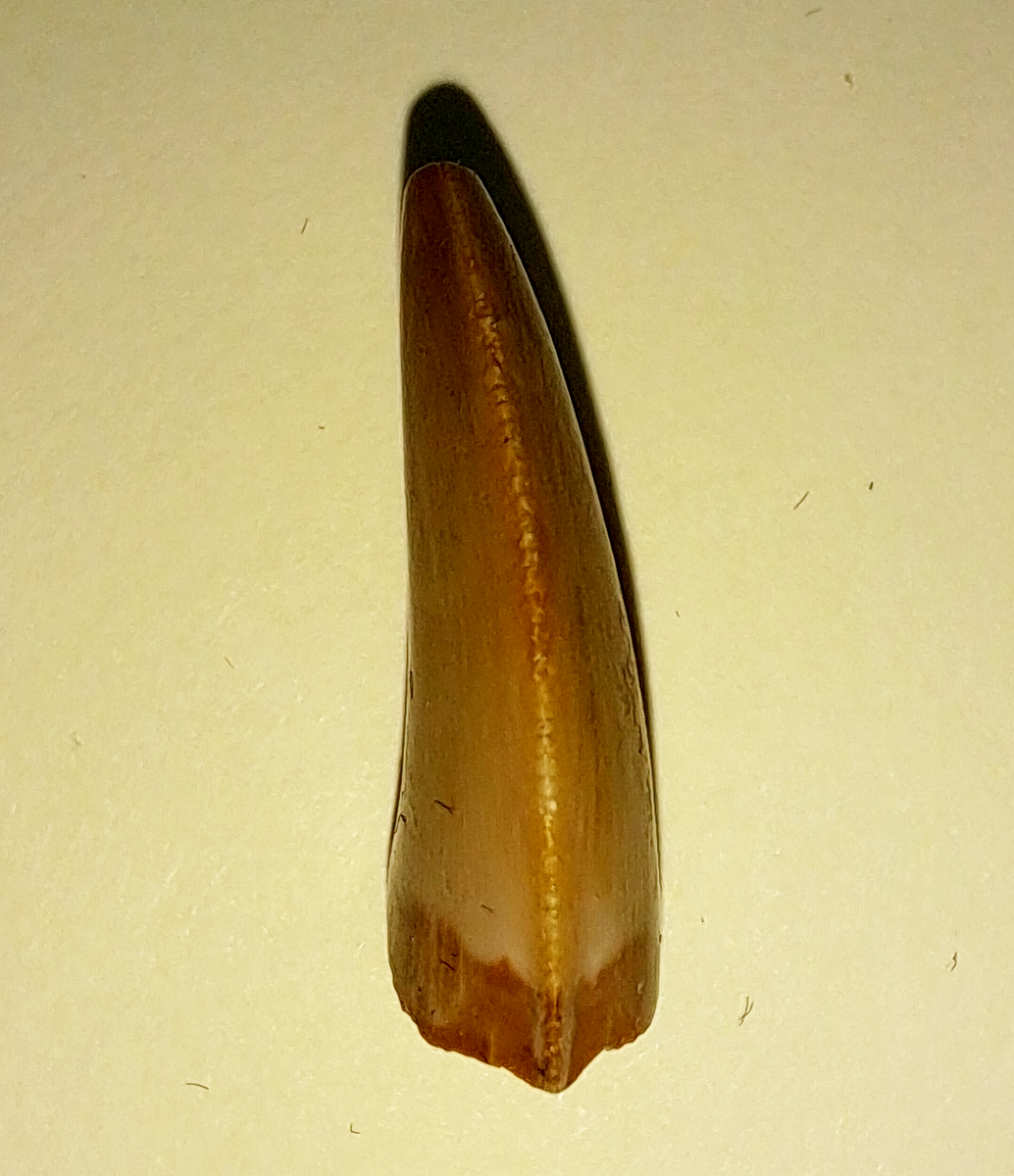 Majungasaurus Tooth| The Daily Rex