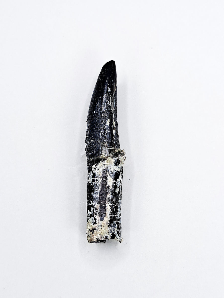 Diplodocus Tooth, Morrison Formation| The Daily Rex