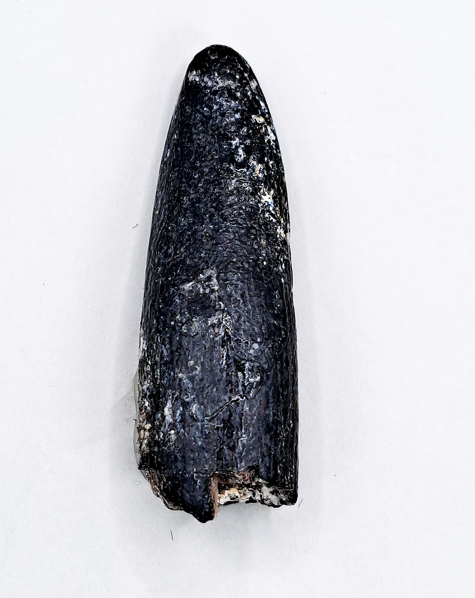 Diplodocus Tooth, Morrison Formation| The Daily Rex