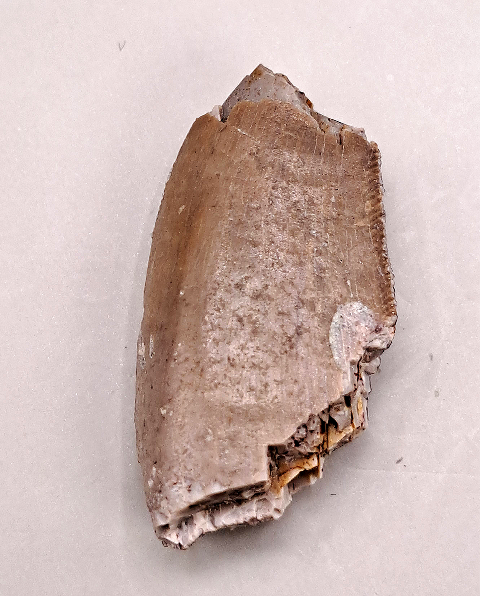 Allosaurus Tooth, Morrison Formation| The Daily Rex
