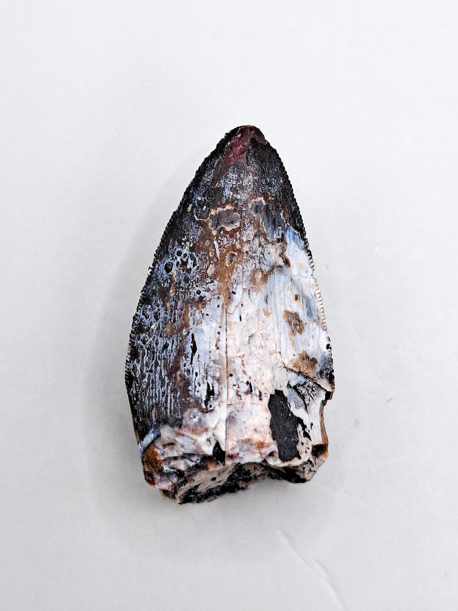 Dimetrodon Tooth, Permian| The Daily Rex