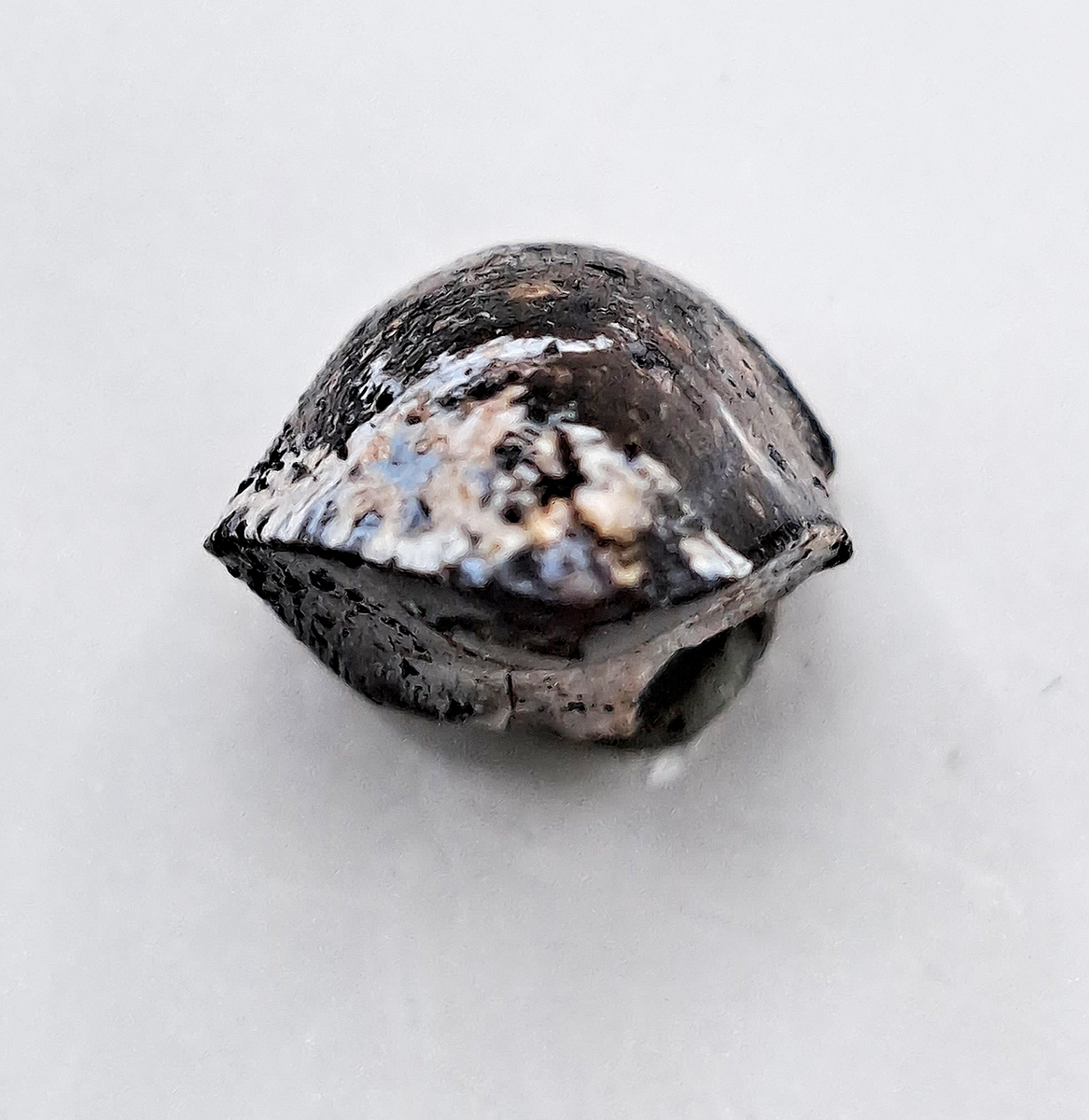 Dimetrodon Tooth, Permian| The Daily Rex