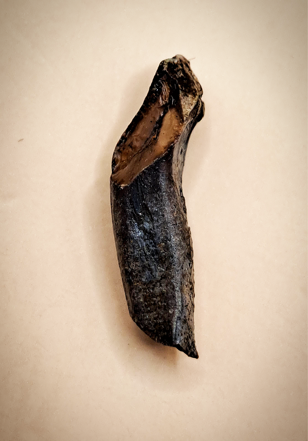 Pachycephalosaurus Rooted Tooth| The Daily Rex