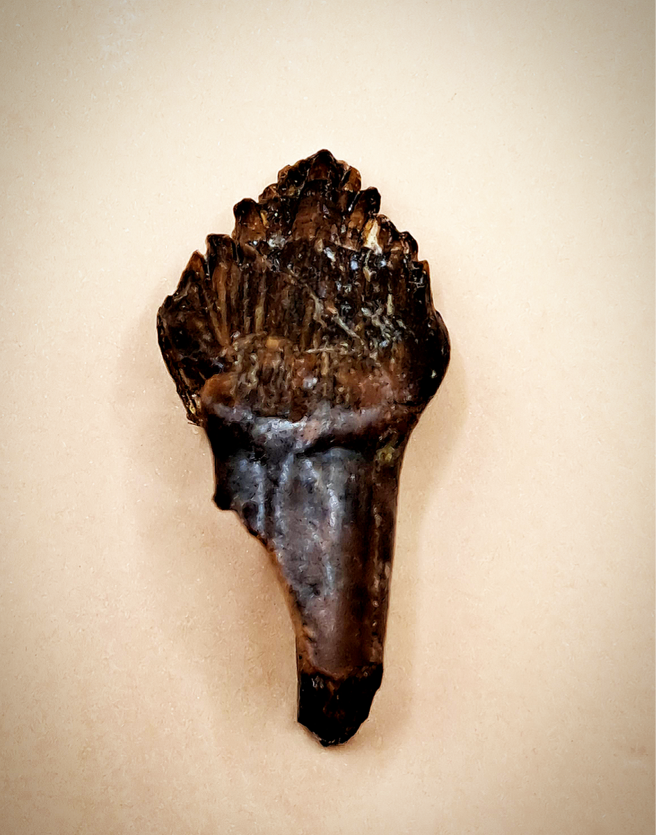 Pachycephalosaurus Rooted Tooth| The Daily Rex