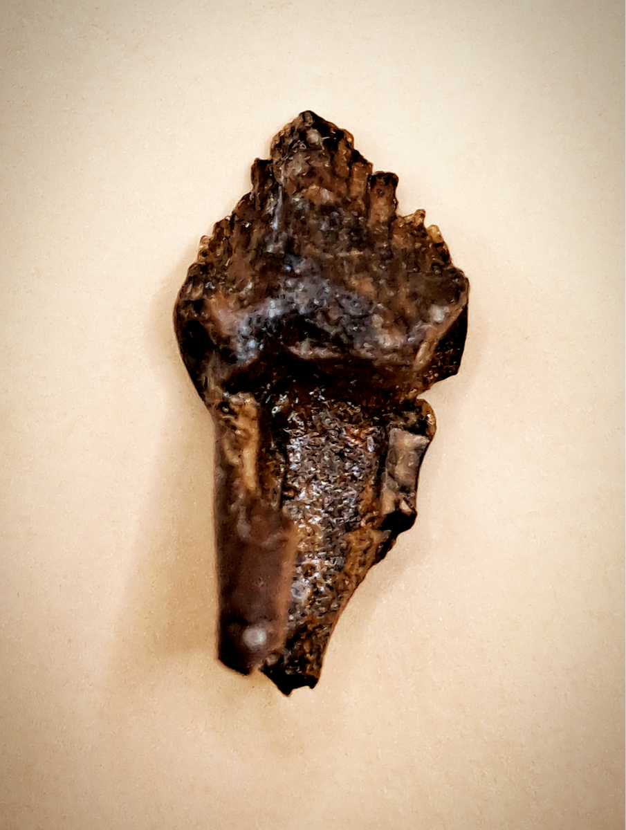 Pachycephalosaurus Rooted Tooth| The Daily Rex