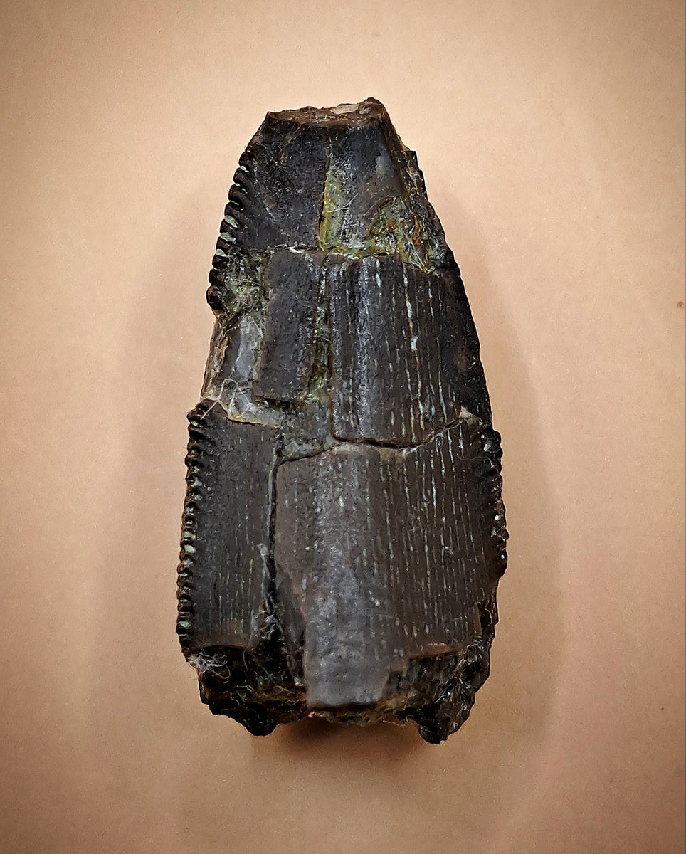 Pre-Maxillary Allosaurus Tooth from the Morrison Formation| The Daily Rex