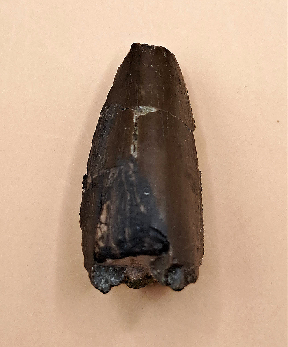 Pre-Maxillary Allosaurus Tooth from the Morrison Formation| The Daily Rex