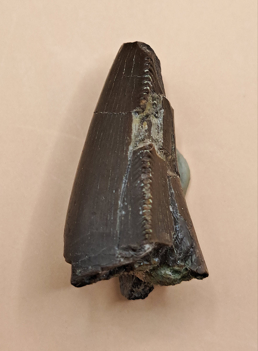 Pre-Maxillary Allosaurus Tooth from the Morrison Formation| The Daily Rex
