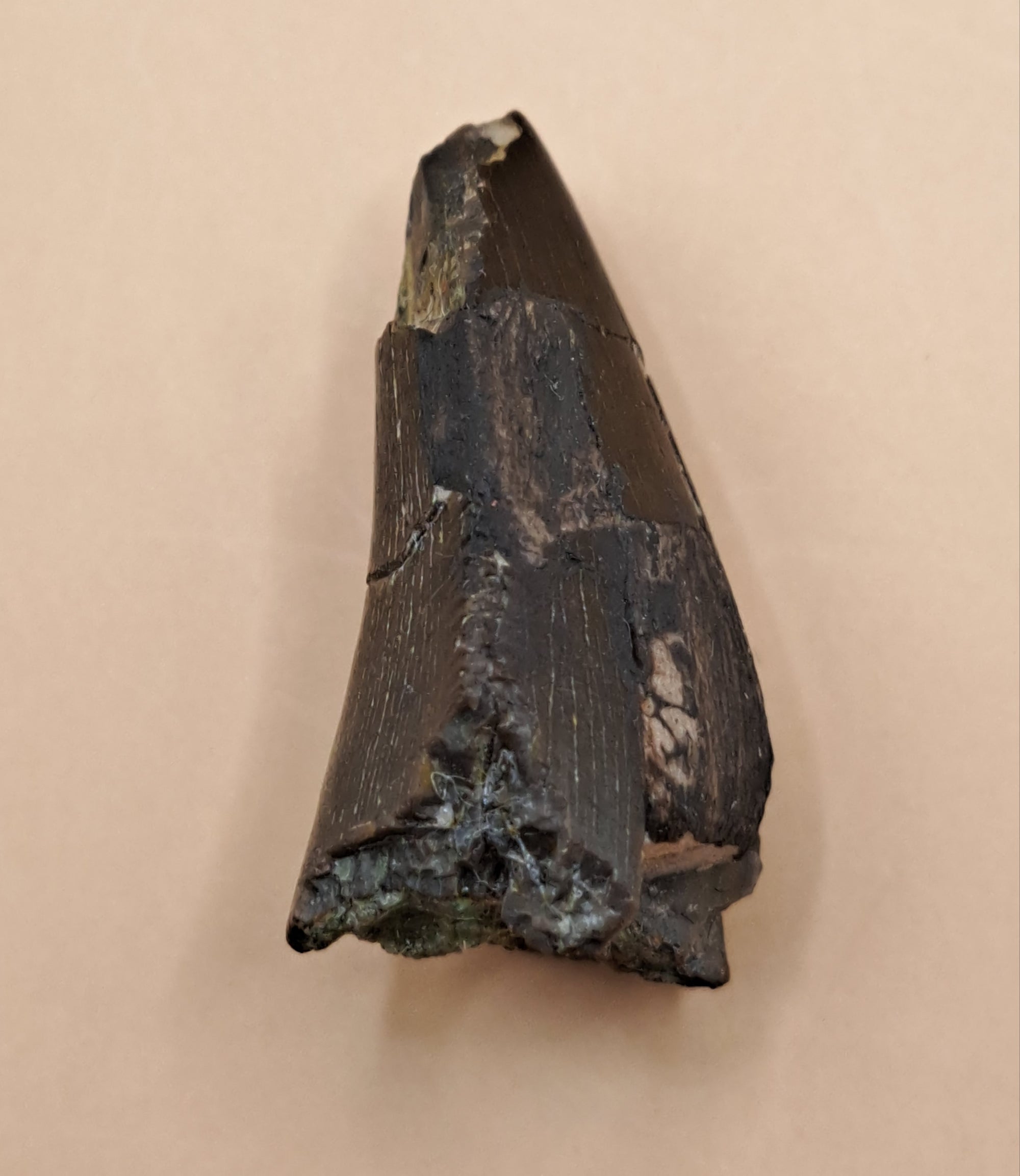 Pre-Maxillary Allosaurus Tooth from the Morrison Formation| The Daily Rex