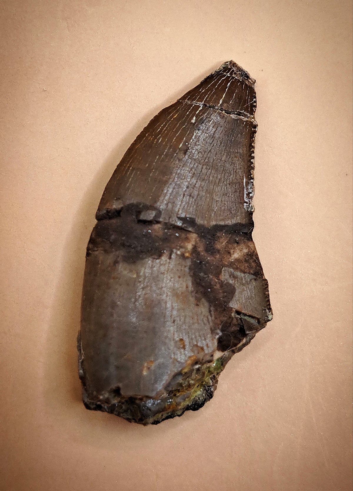 Allosaurus Tooth from the Morrison Formation| The Daily Rex