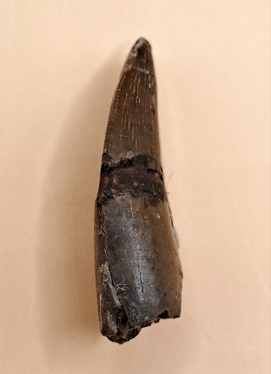 Allosaurus Tooth from the Morrison Formation| The Daily Rex