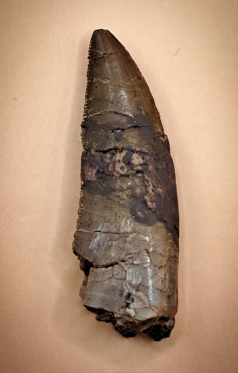Megalosaurid (Torvosaurus?) Tooth from the Morrison Formation| The ...