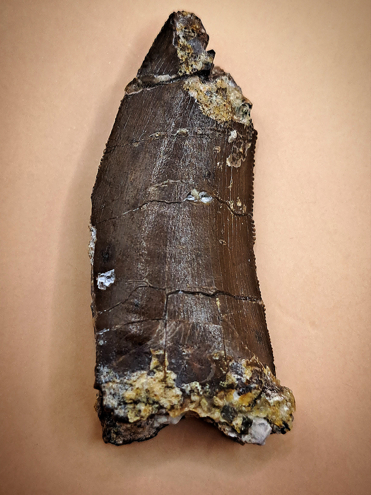 Allosaurus Tooth from the Morrison Formation| The Daily Rex