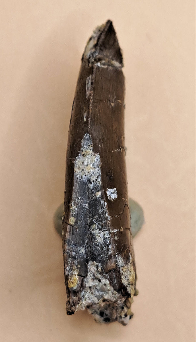 Allosaurus Tooth from the Morrison Formation| The Daily Rex