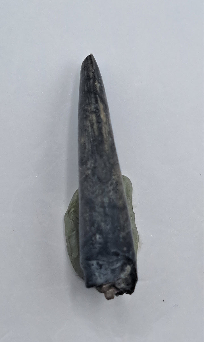 Kryptops Tooth, Elrhaz Formation| The Daily Rex