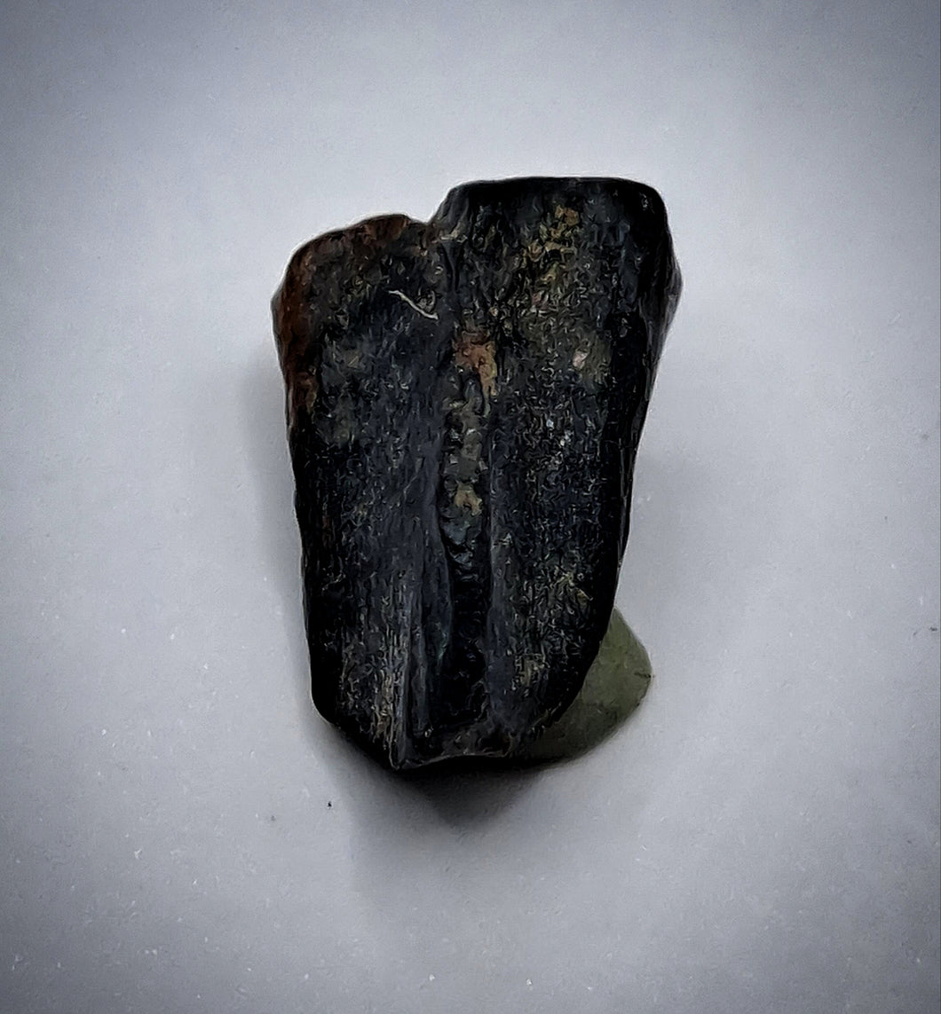 Hadrosauridae Tooth, Aguja Formation, Texas – The Daily Rex