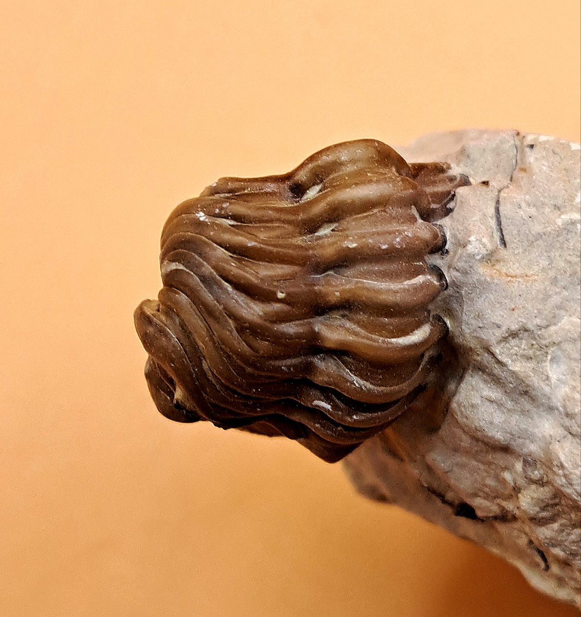 Kainops Trilobite, Oklahoma| The Daily Rex