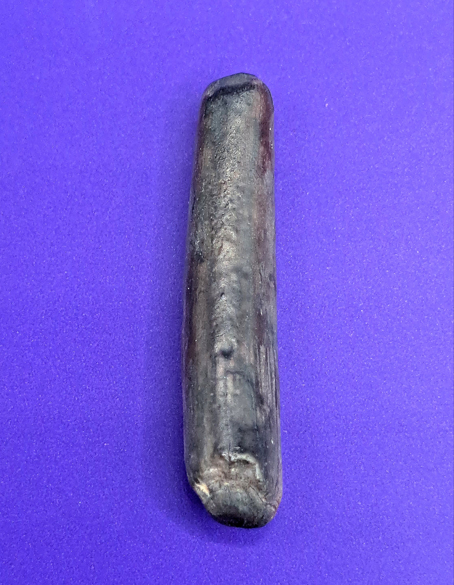 Nigersaurus Tooth, Sauropod| The Daily Rex