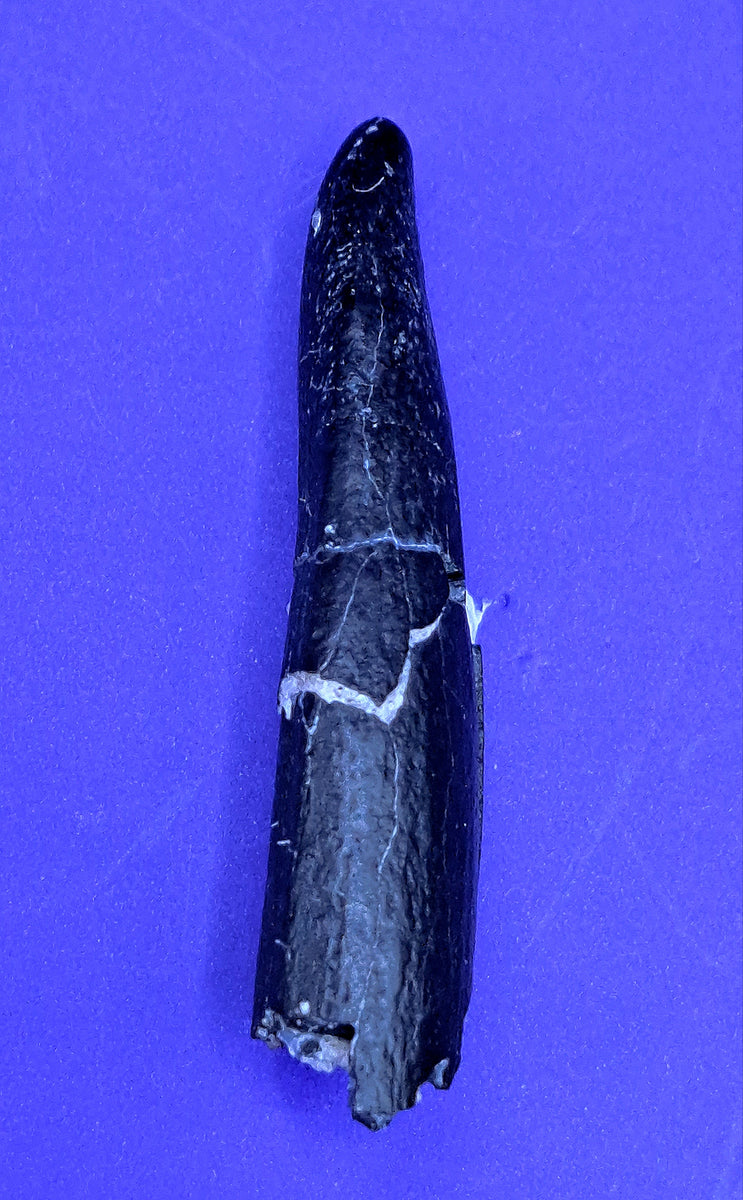Diplodocus Tooth, Morrison Formation| The Daily Rex