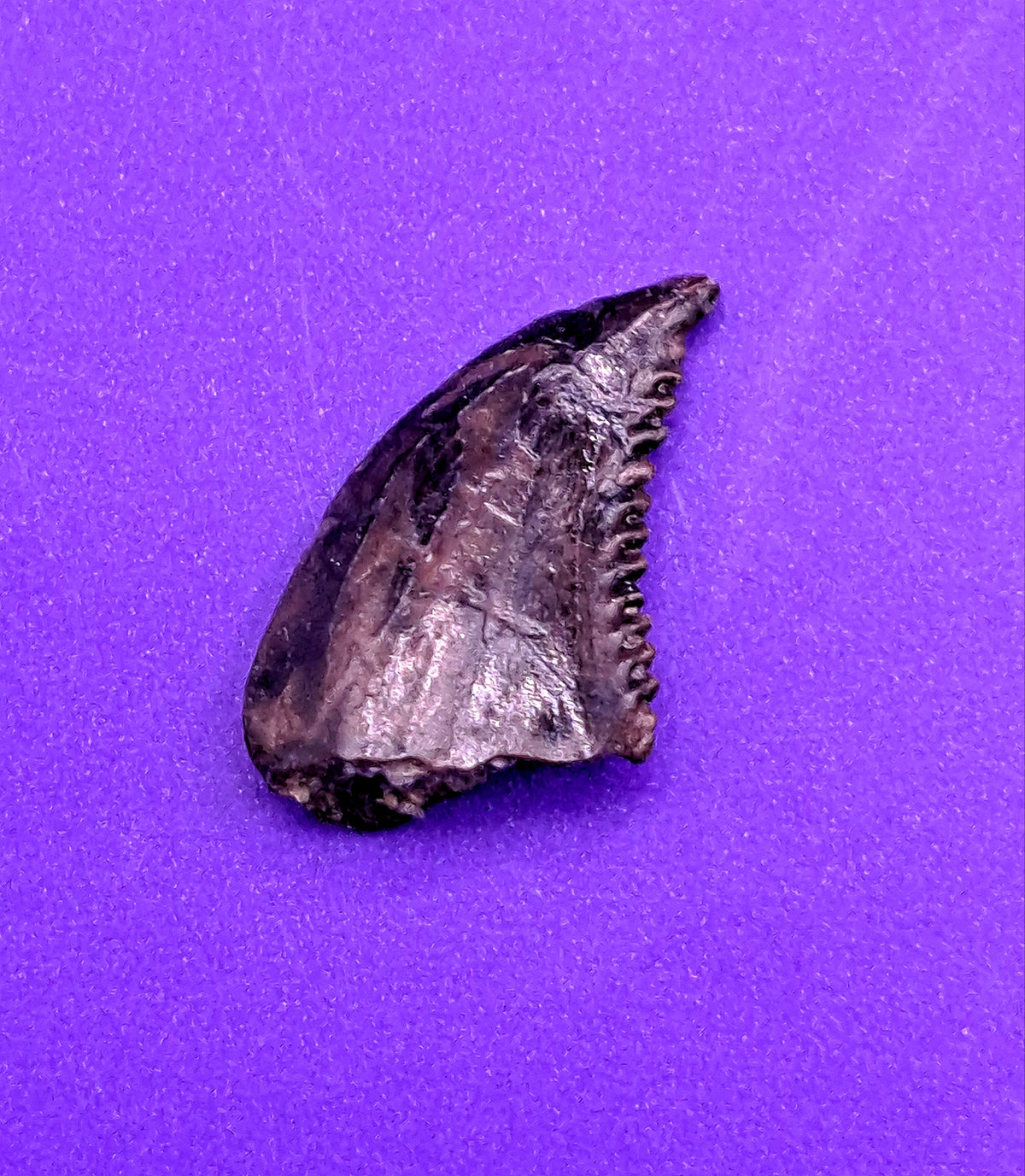 Rare Theropods| The Daily Rex