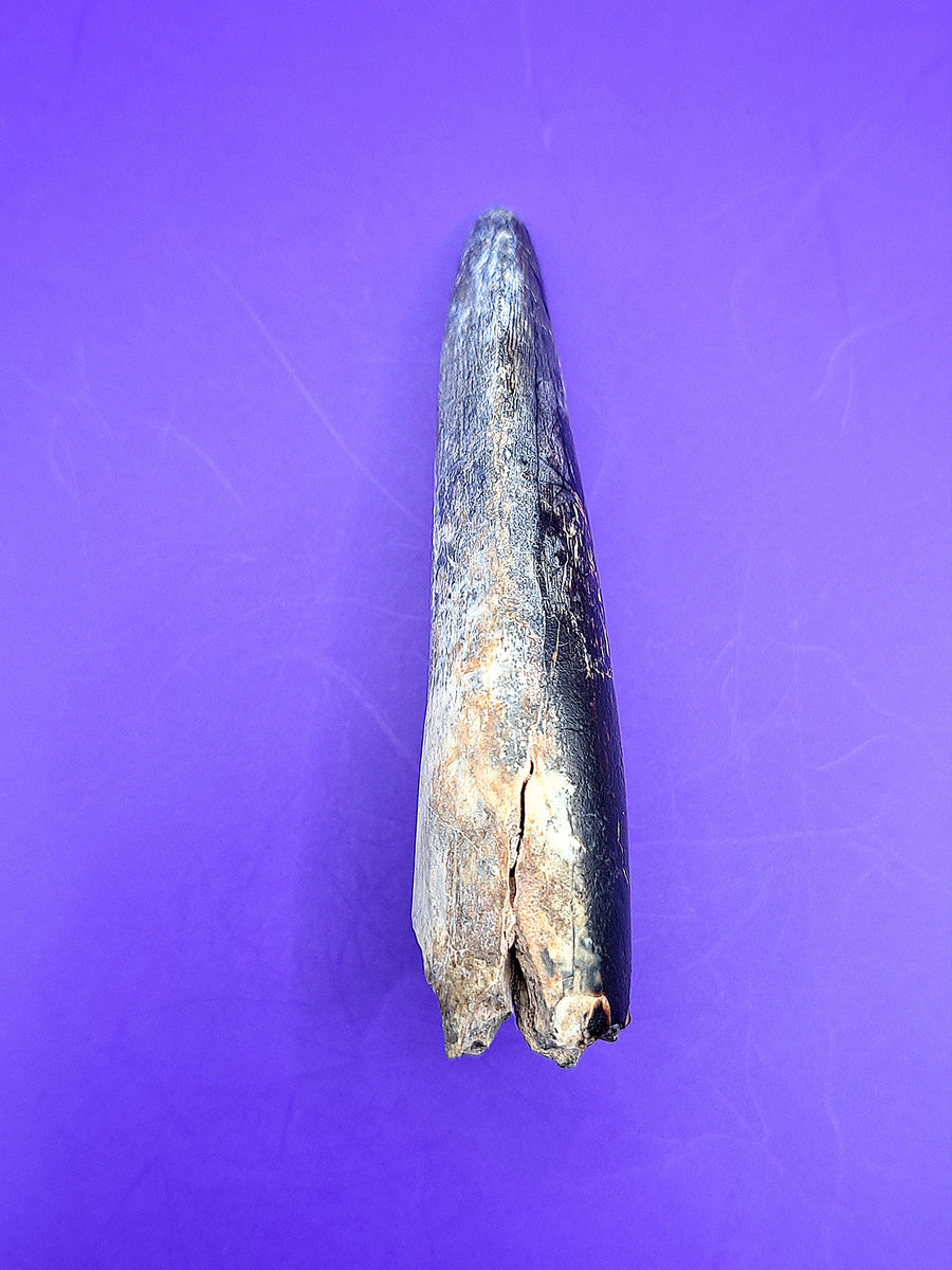 Huge Afrovenator Tooth, Mid Jurassic of Africa| The Daily Rex