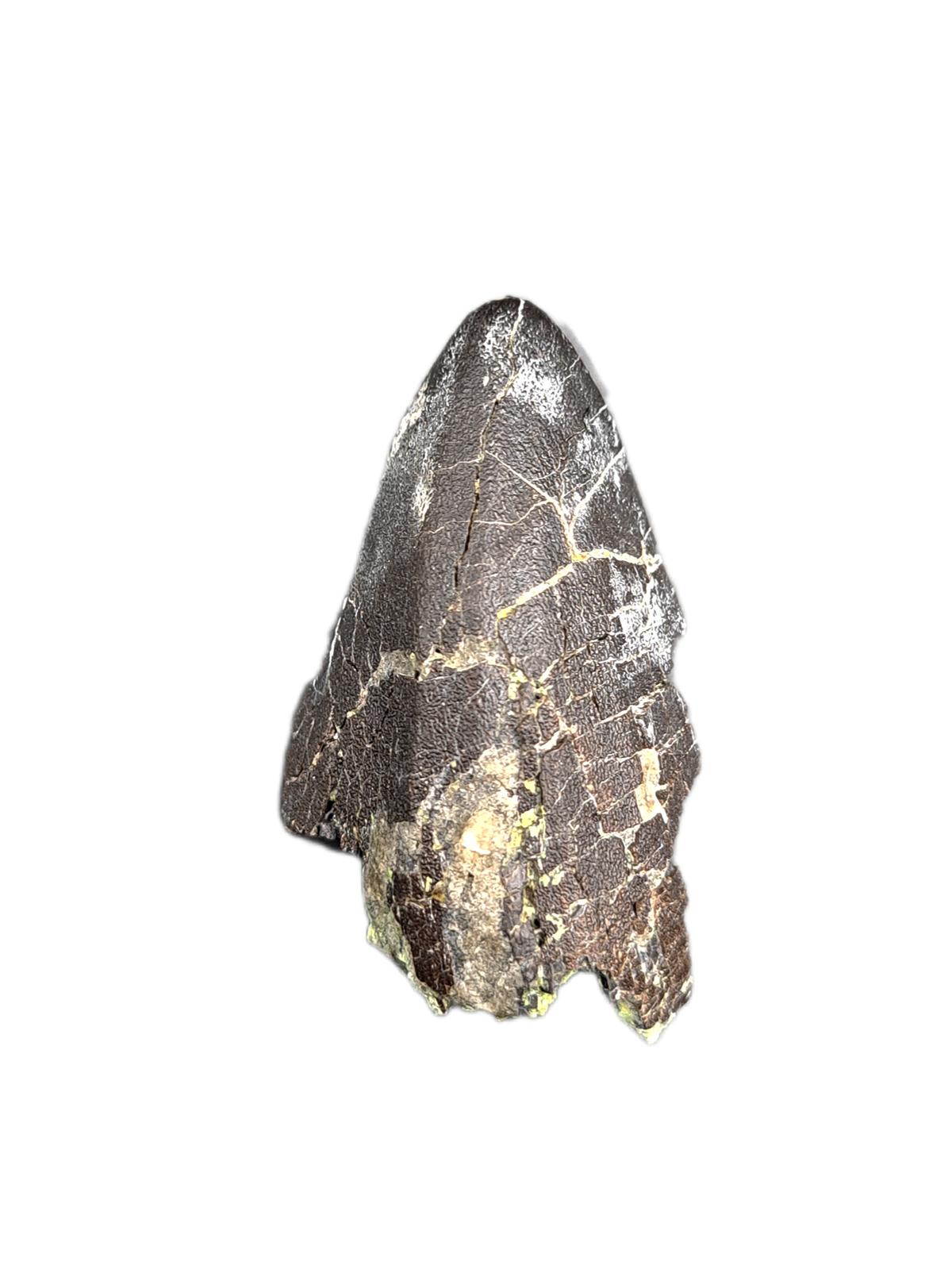 Haplocanthosaurus Tooth, Morrison Formation| The Daily Rex