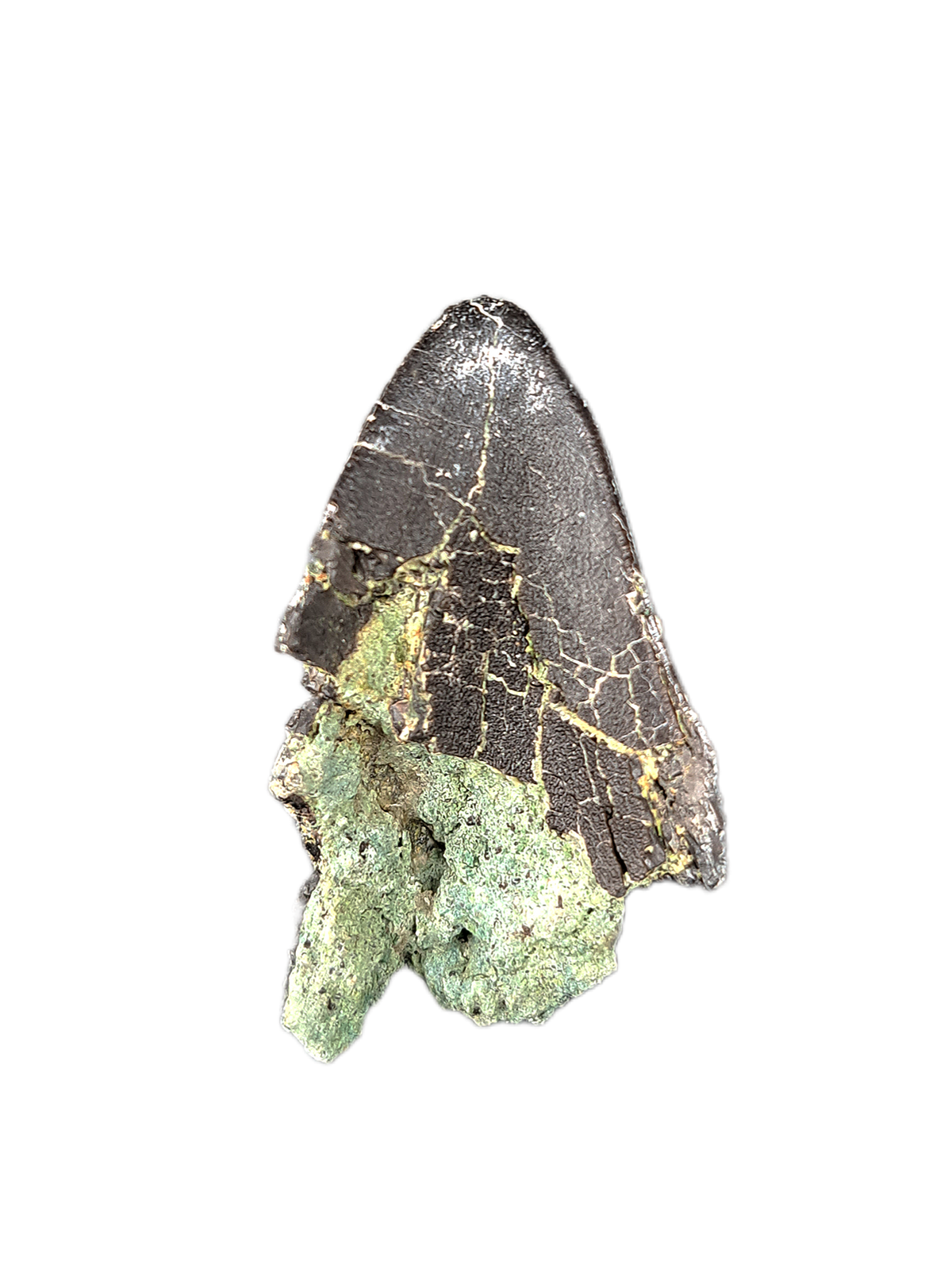 Brachiosaurus? Camarasaurus? Tooth, Morrison Formation| The Daily Rex