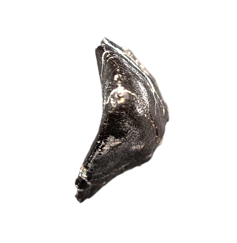 Brachiosaurus? Camarasaurus? Tooth, Morrison Formation| The Daily Rex