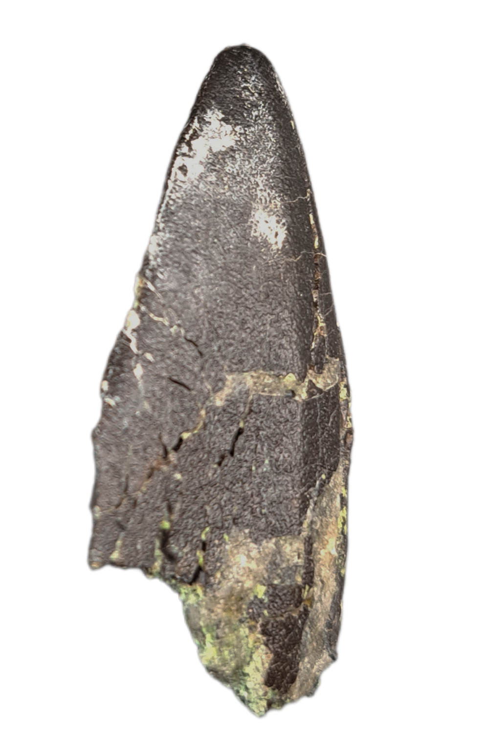 Brachiosaurus? Camarasaurus? Tooth, Morrison Formation| The Daily Rex