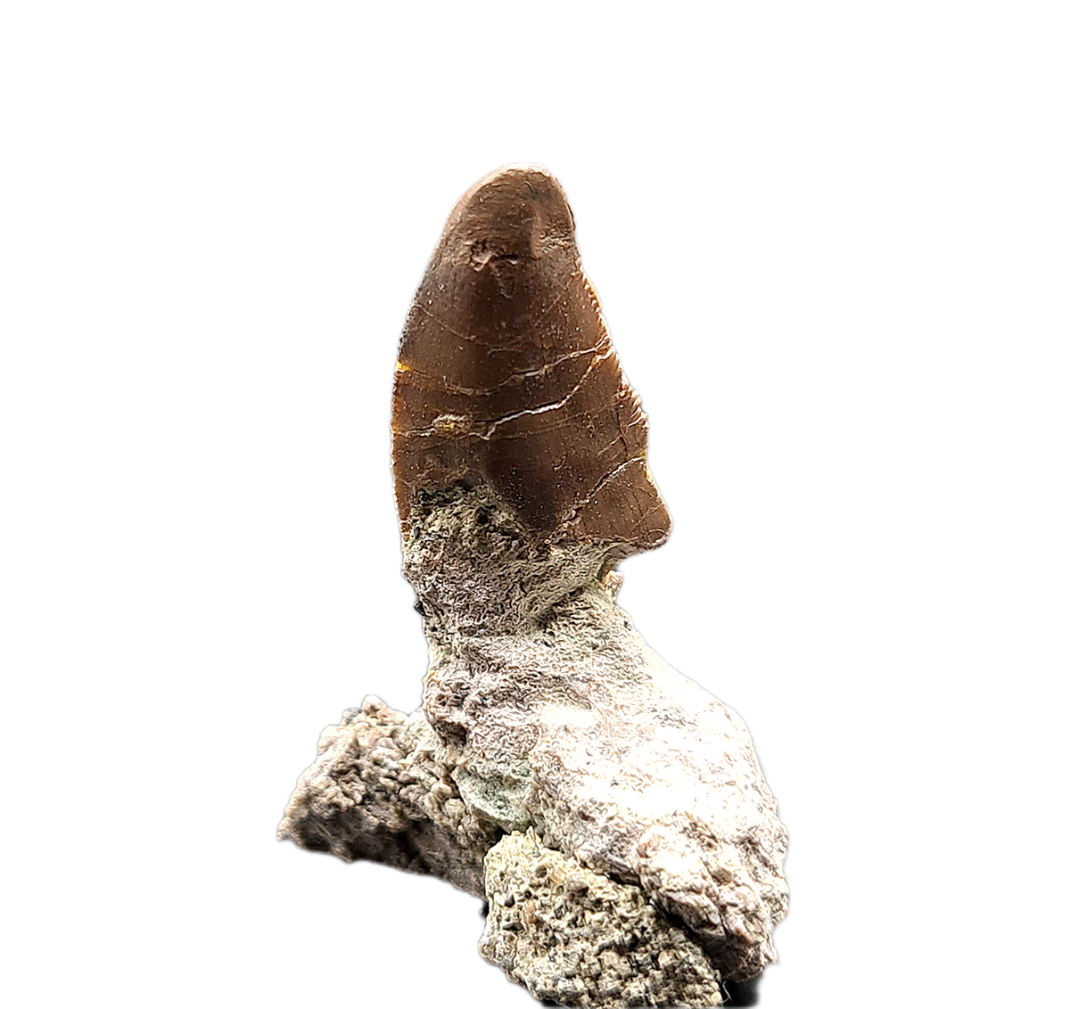 Allosaurus Tooth| The Daily Rex