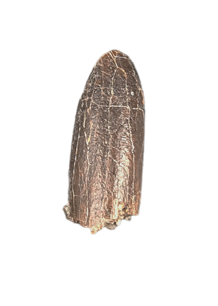 Apatosaurus Tooth| The Daily Rex