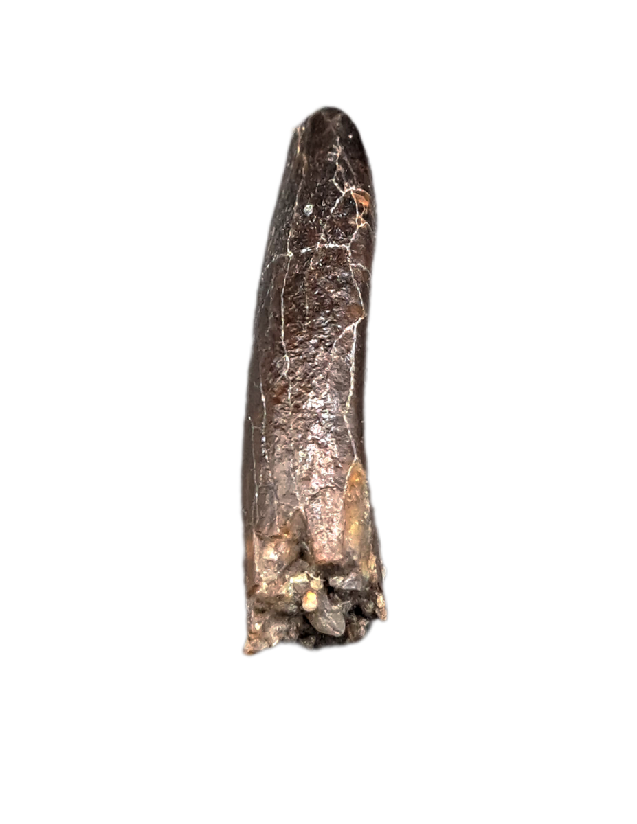Apatosaurus Tooth| The Daily Rex
