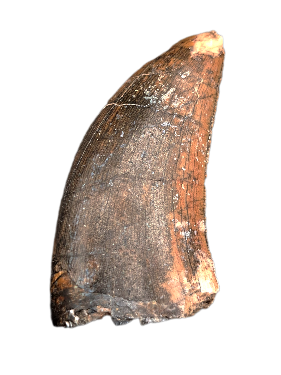 Afrovenator Tooth, Mid Jurassic of Africa| The Daily Rex
