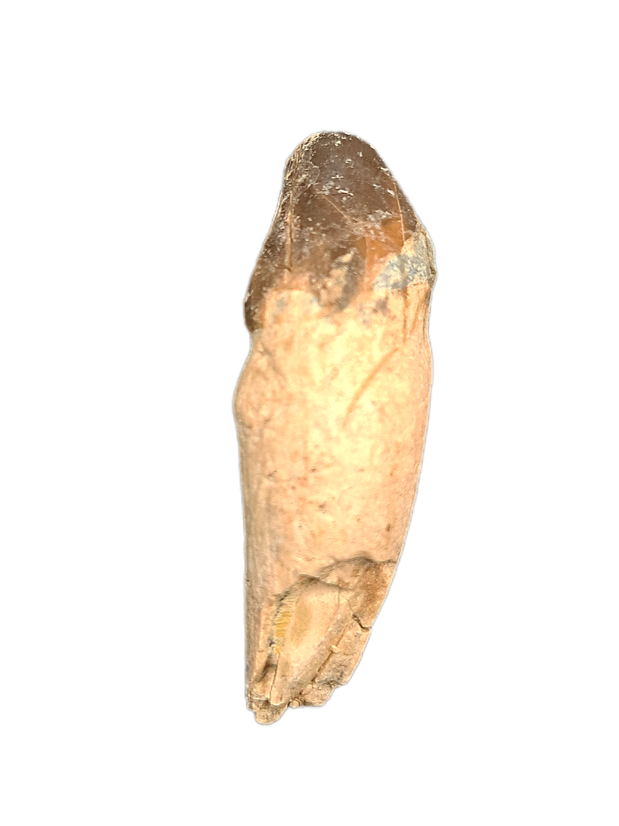 Archaeorherium (Hell Pig) Rooted Tooth, Brule Formation| The Daily Rex