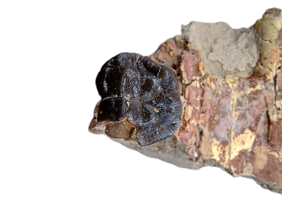 Archaeorherium (Hell Pig) Jaw Section with 3 Teeth, Brule Formation ...