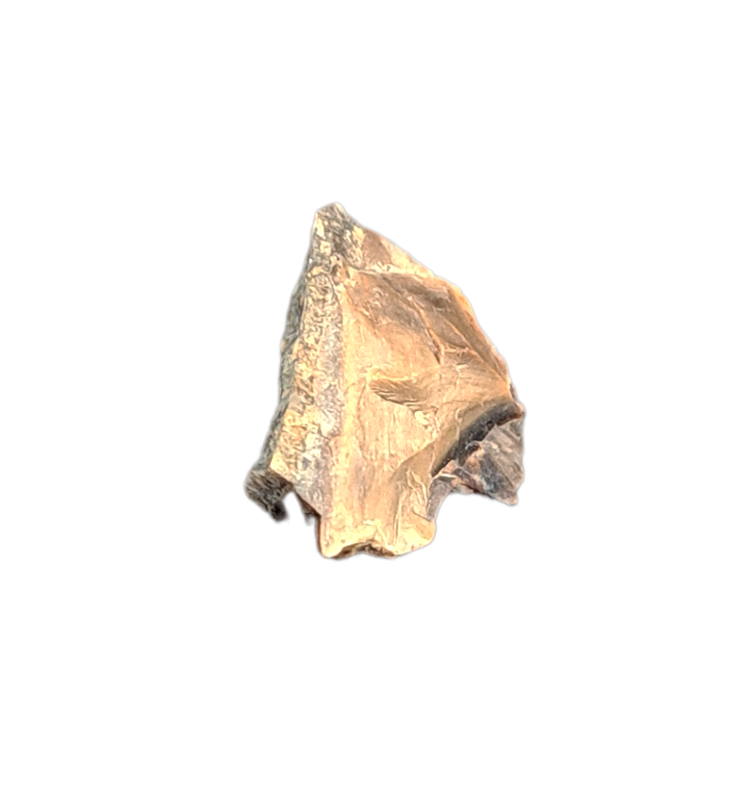 Homogalax (Basal Ungulate), Wasatch Formation, Utah| The Daily Rex
