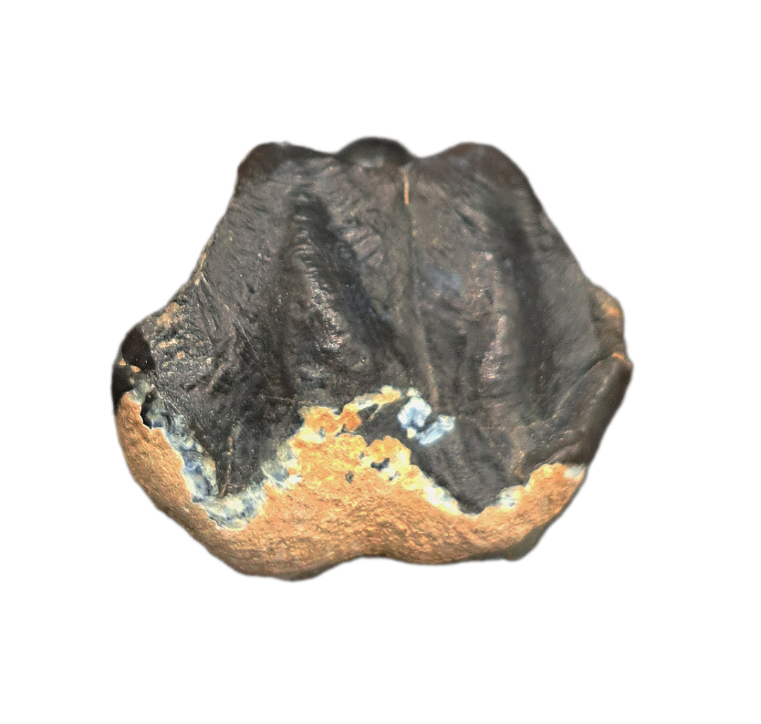 Homogalax (Basal Ungulate), Wasatch Formation, Utah| The Daily Rex