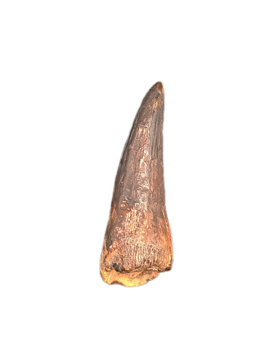Pliosaur Tooth| The Daily Rex