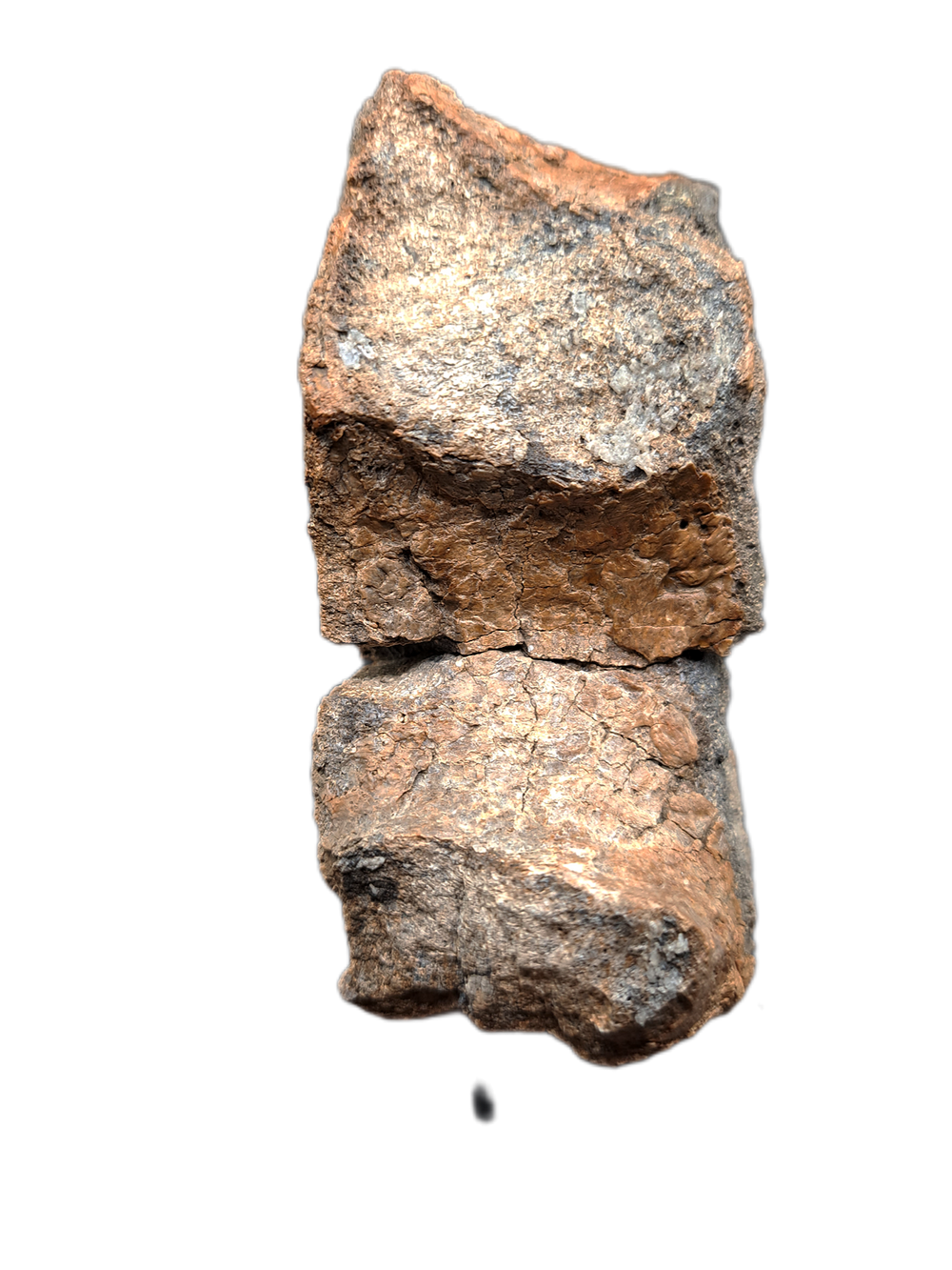 Ceratopsian Vertebrae, Ojo Alamo Formation| The Daily Rex