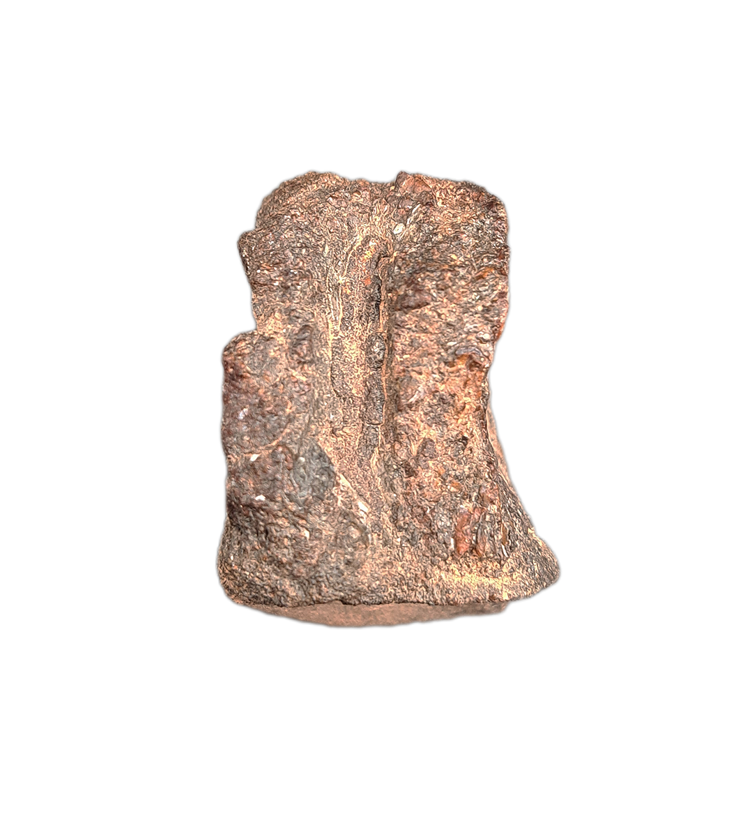 Allosaurus Vertebrae, Morrison Formation| The Daily Rex