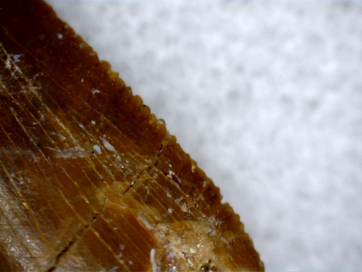 Abelisaur Tooth| The Daily Rex