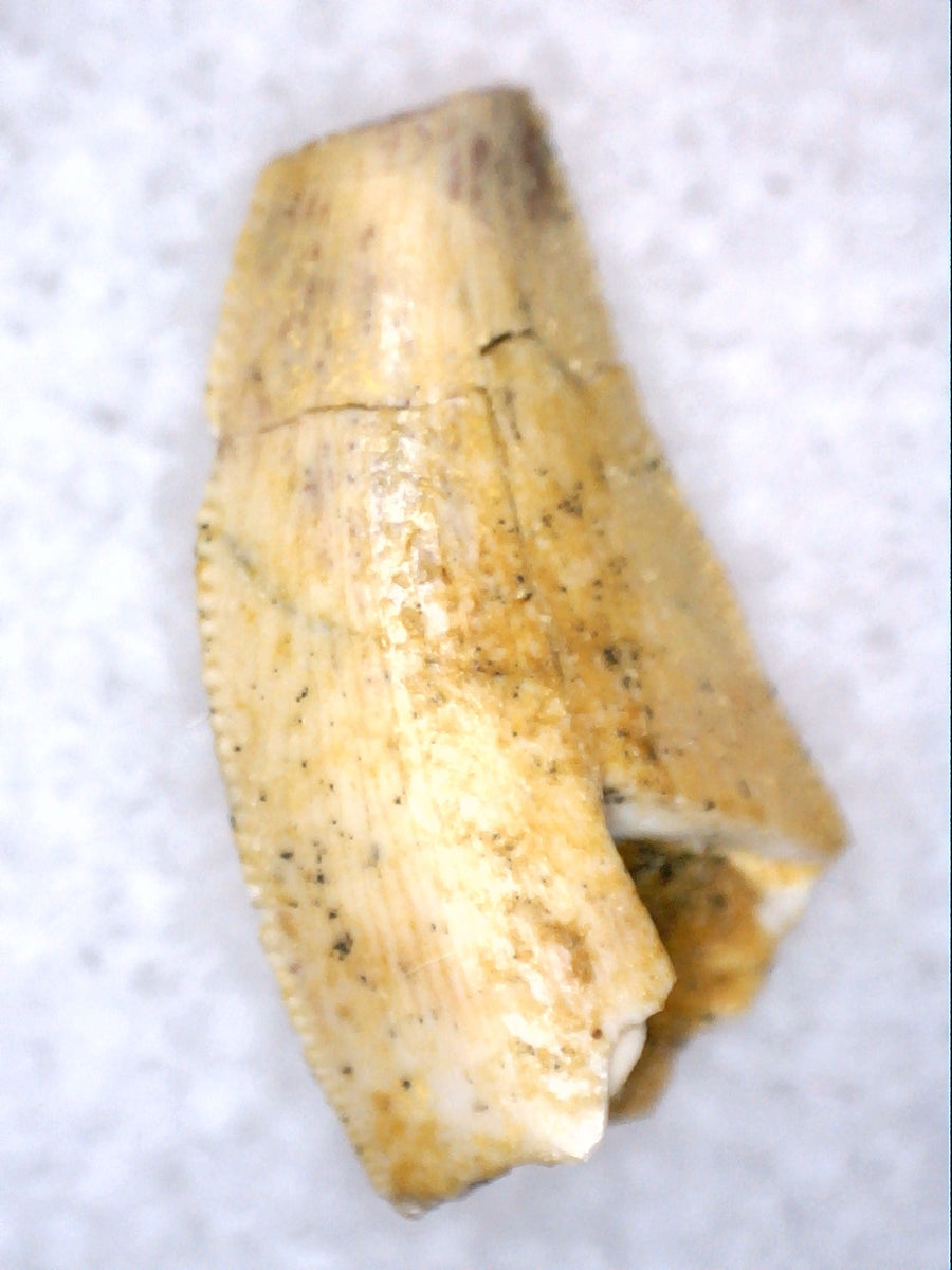 Abelisaur Tooth| The Daily Rex