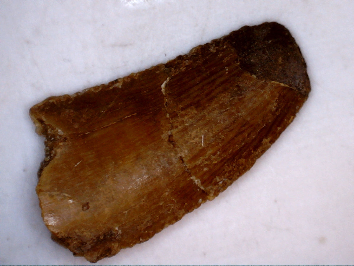 Abelisaur Tooth| The Daily Rex