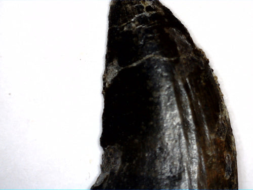 Ceratosaurus Tooth| The Daily Rex