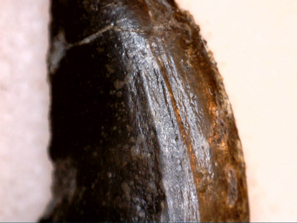 Ceratosaurus Tooth| The Daily Rex